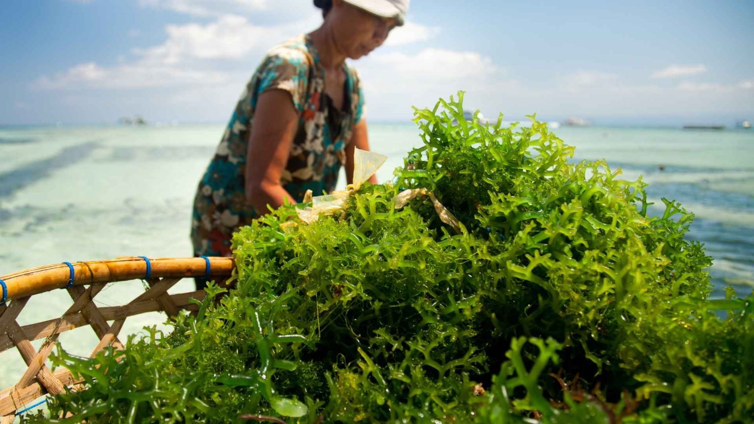 Can i make a sail out seaweed?