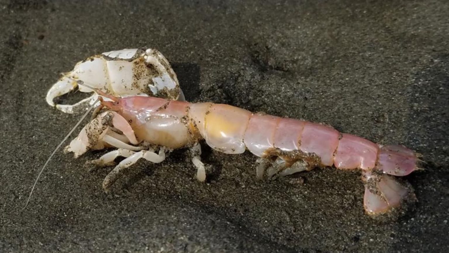 Are Sand Shrimp Edible?