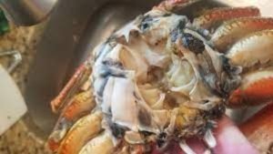 How to Tell If Crab Meat Is Bad - Common Signs of Spoilage
