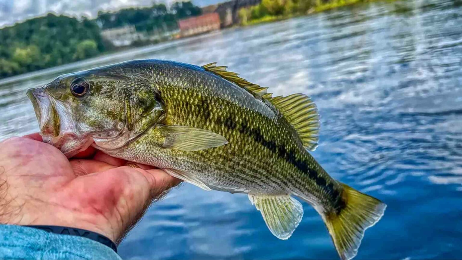 Bass Fishing: Ten Biggest Myths Debunked