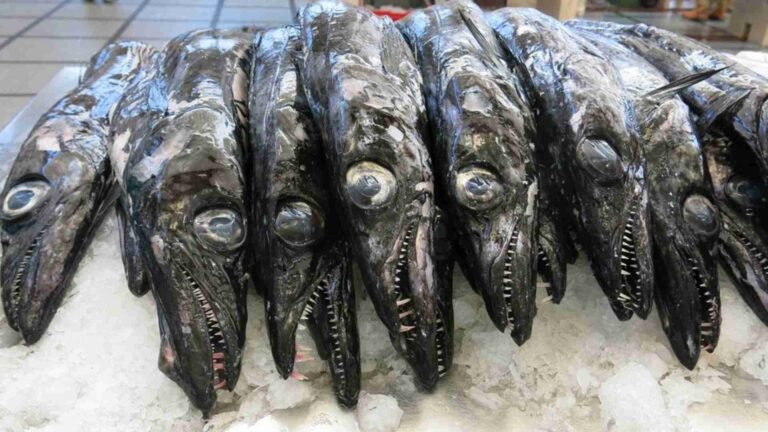 The 20 Ugliest Fish in the Ocean (With Photos)