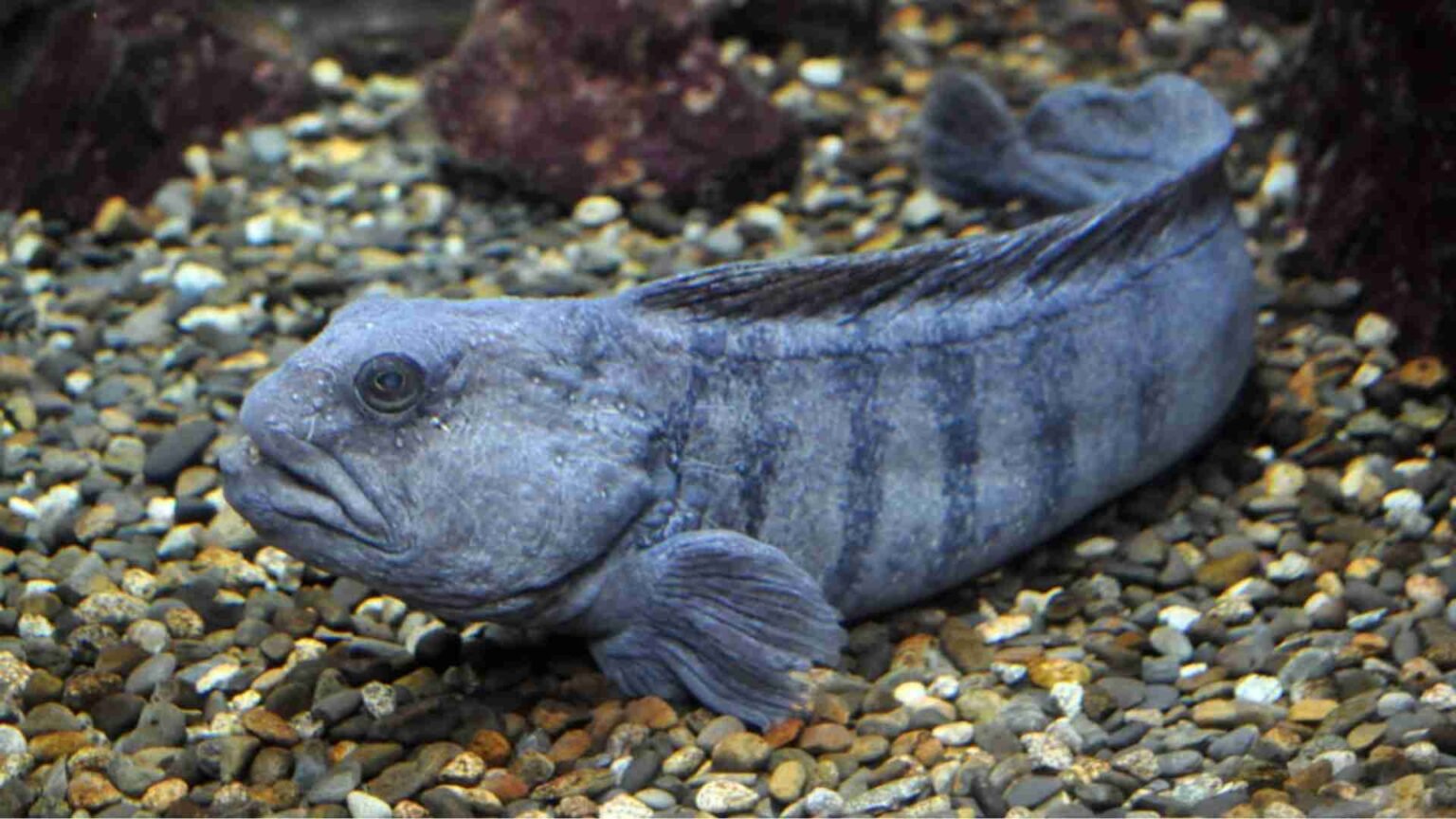 The 20 Ugliest Fish in the Ocean (With Photos)