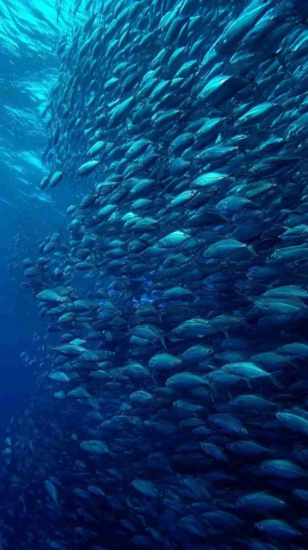 Deep Dark Ocean Pictures 4K HD Wallpapers