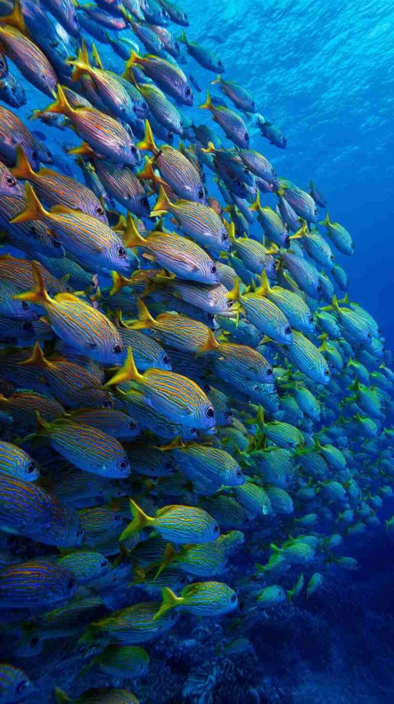 Deep Dark Ocean Pictures 4K HD Wallpapers